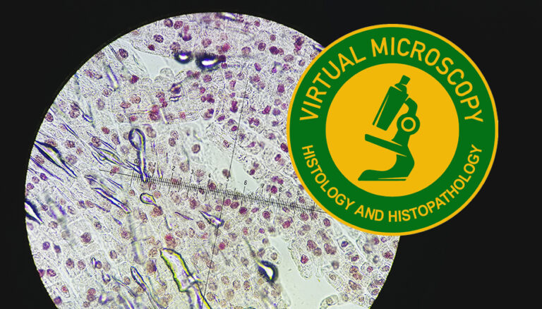 Proiect Erasmus+: „Digital transformation of Histology and ...